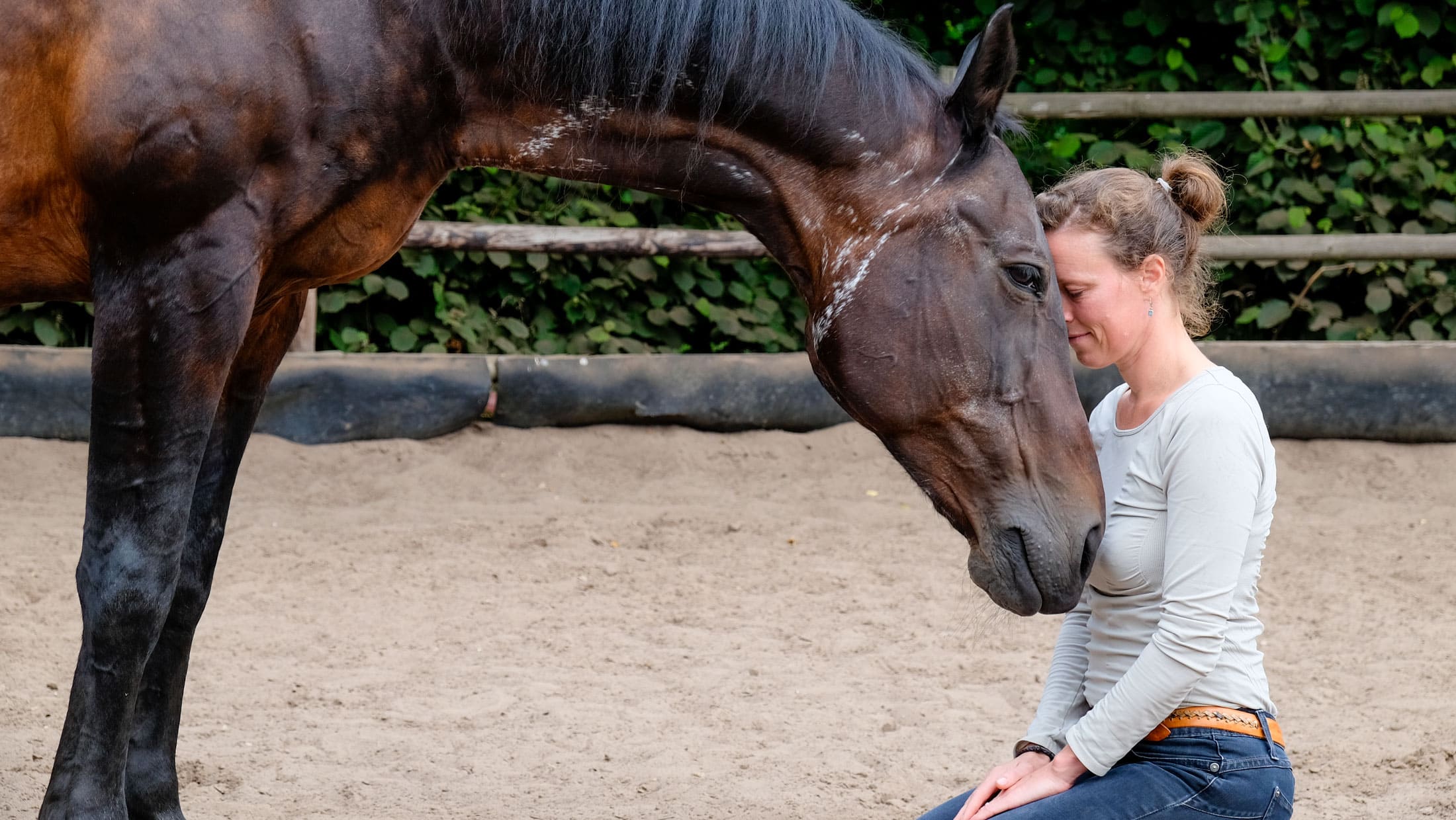 Reitkurse - Selbstlern-Onlinekurse