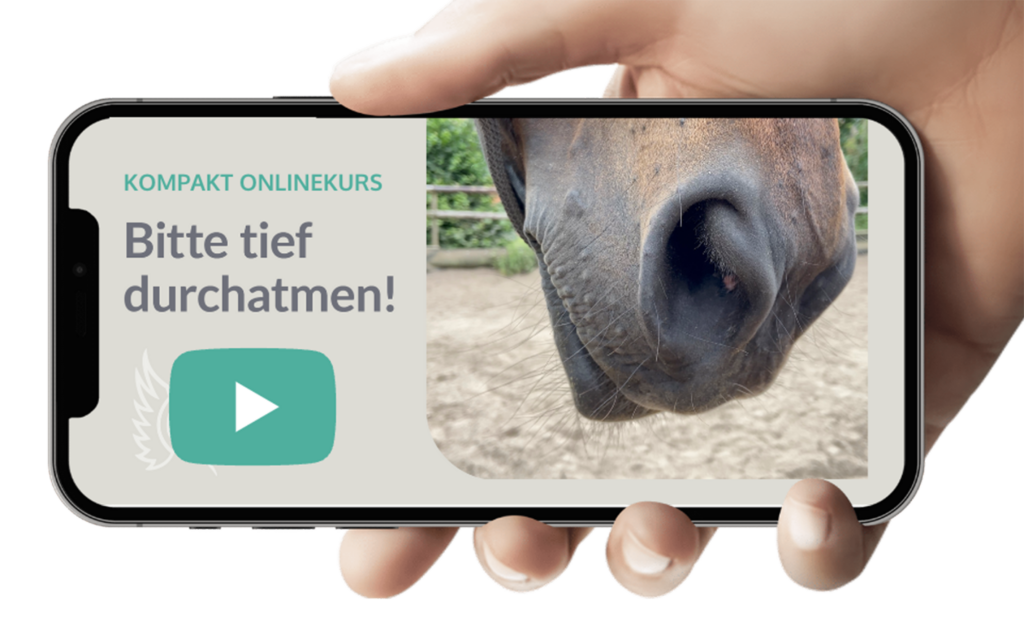 Onlinekurs Atmung Pferde » NANCY HEIBER Pferdetrainerin