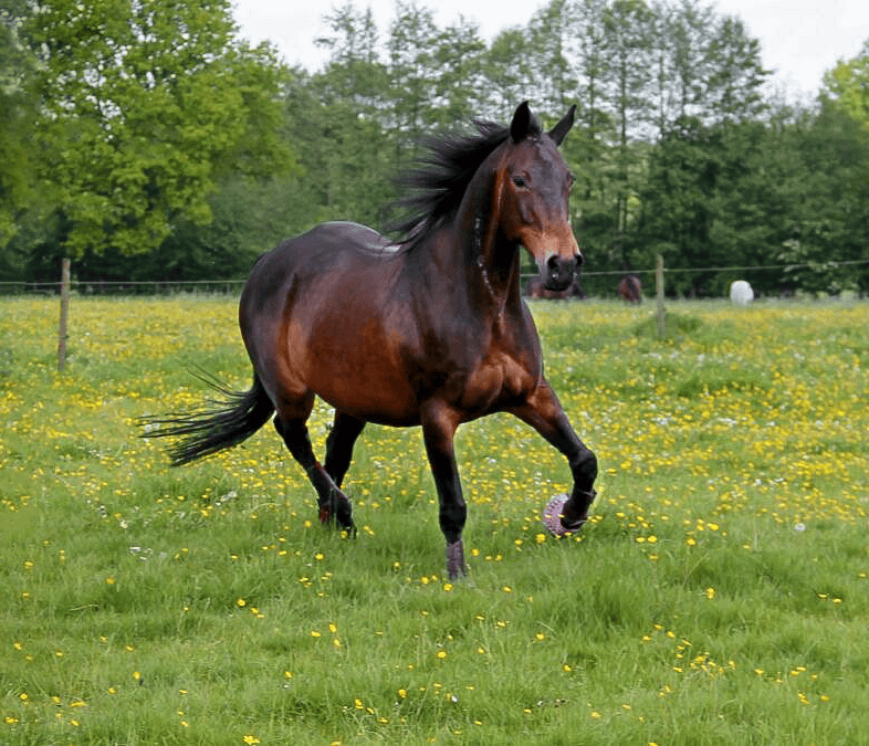 ECHT PFERD » Pferde verstehen von der Natur bis Nervensystem