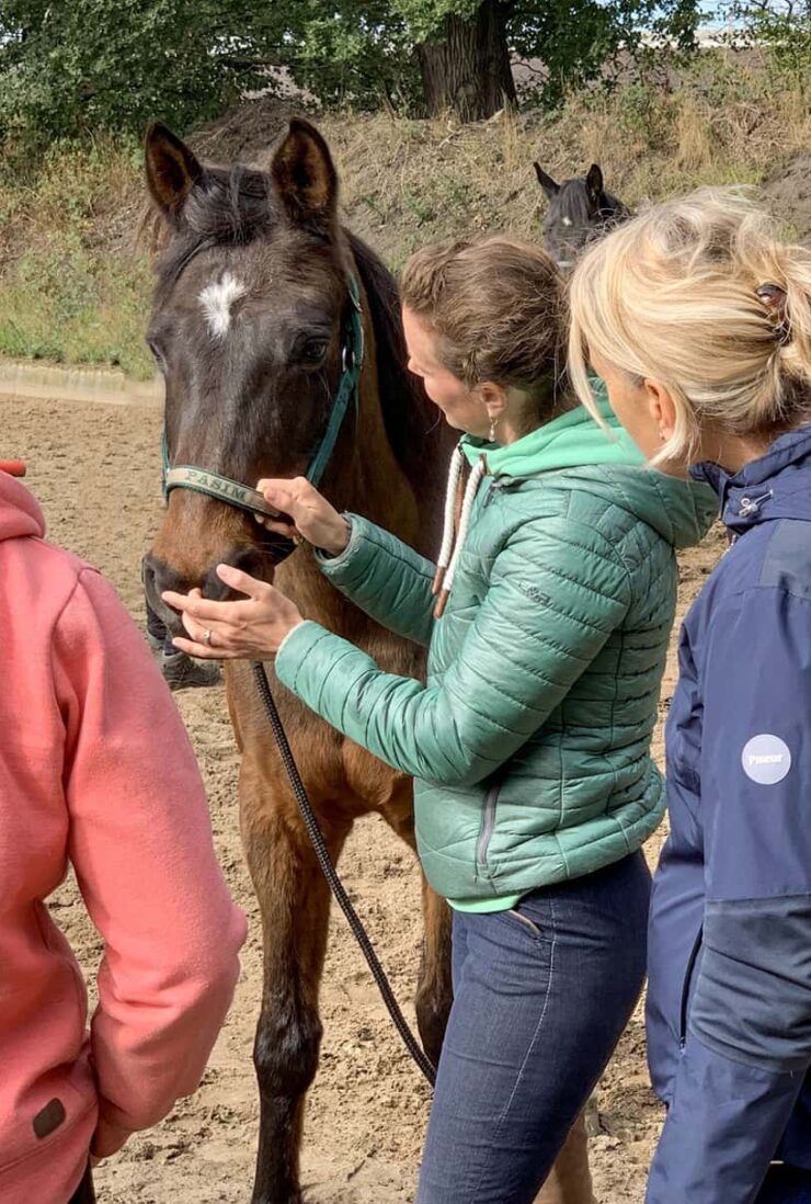 Pferdefreundliches Reiten & Verladen » NANCY HEIBER Pferdetrainerin