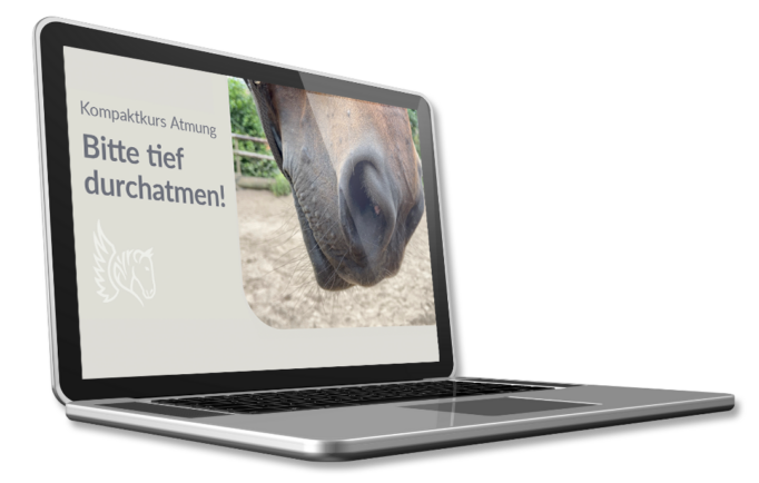 Onlinekurs Atmung Pferde » NANCY HEIBER Pferdetrainerin