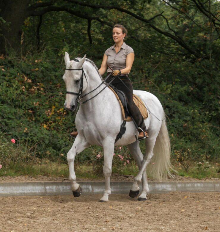 Reitkurse » Selbstlern-Onlinekurse