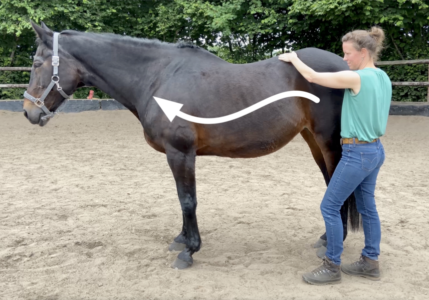 Onlinekurs Atmung Pferde » NANCY HEIBER Pferdetrainerin