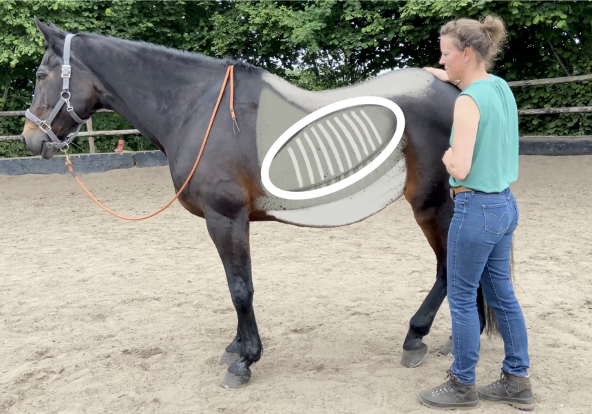 Onlinekurs Atmung Pferde » NANCY HEIBER Pferdetrainerin